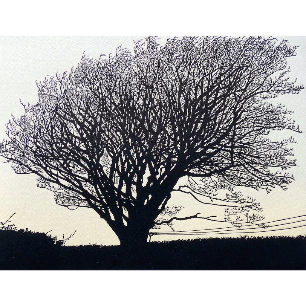 Beech, Marley Head – Mid Cornwall Galleries